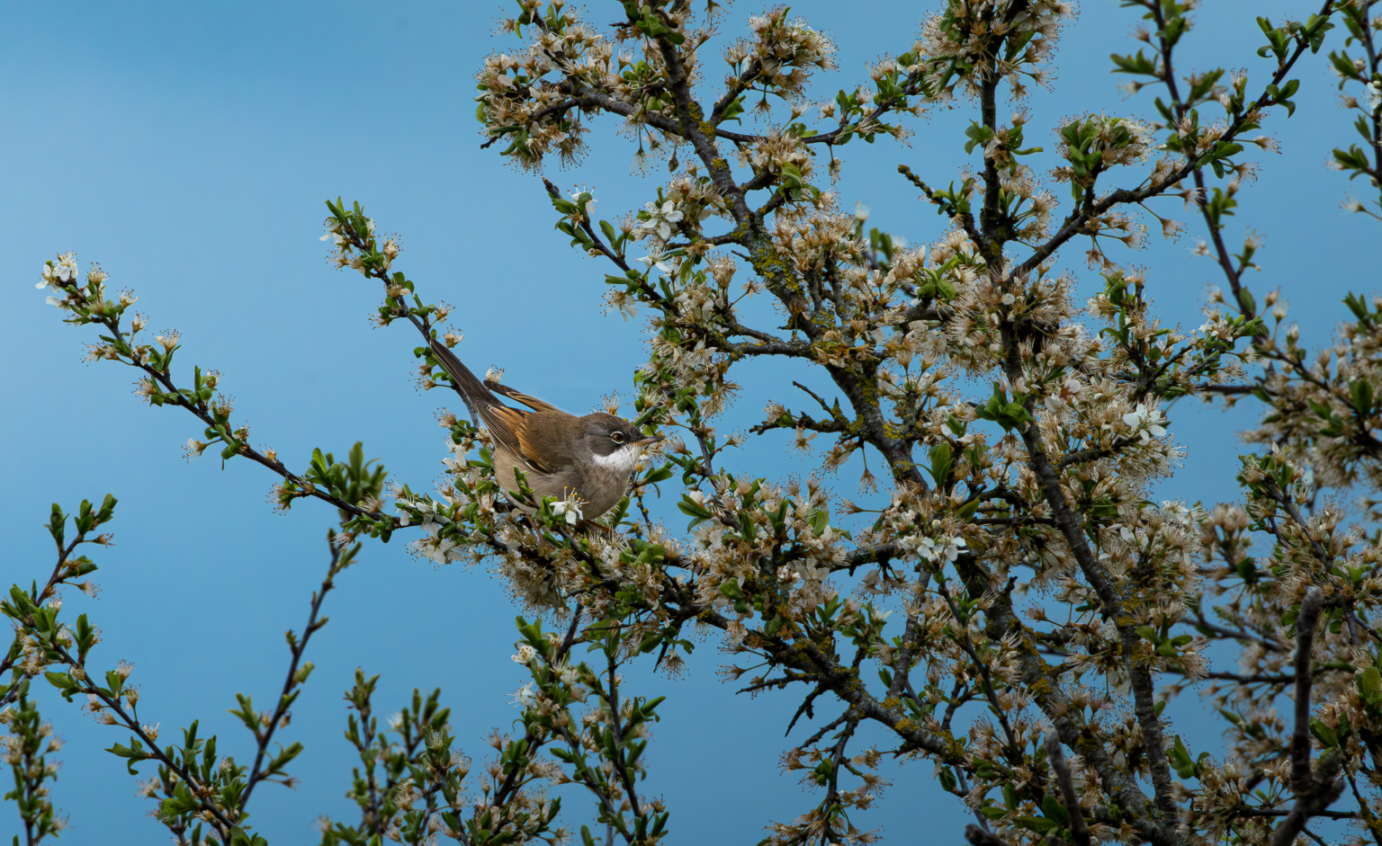 Participez à l'atlas de la biodiversité communale ! - Ville de Louviers